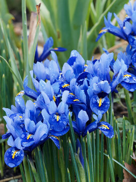 Spatulate Images – Browse 257 Stock Photos, Vectors, and Video | Adobe ...