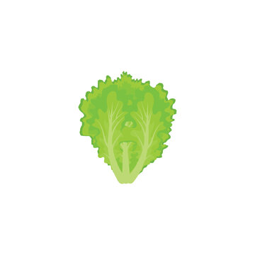 Cartoon Lettuce Slice