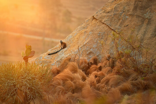 Endemie Bilder – Durchsuchen 120,643 Archivfotos, Vektorgrafiken und ...
