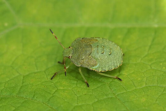 Instar Images – Browse 7,977 Stock Photos, Vectors, and Video | Adobe Stock