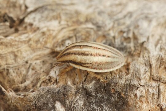 รูปภาพRostrata – เลือกดูภาพถ่ายสต็อก เวกเตอร์ และวิดีโอ1,569 | Adobe Stock