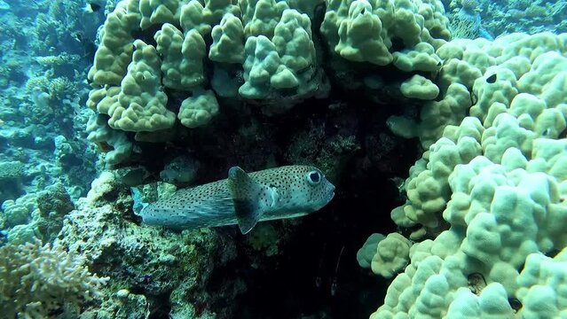 Obrázky Globefish – procházejte fotografie, vektory a videa 15,567 ...