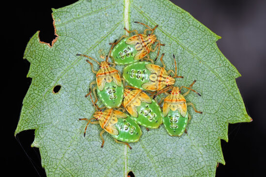 รูปภาพInstar – เลือกดูภาพถ่ายสต็อก เวกเตอร์ และวิดีโอ7,941 | Adobe Stock