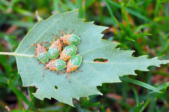 รูปภาพInstar – เลือกดูภาพถ่ายสต็อก เวกเตอร์ และวิดีโอ7,941 | Adobe Stock