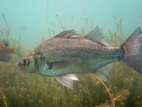 White Perch In Water