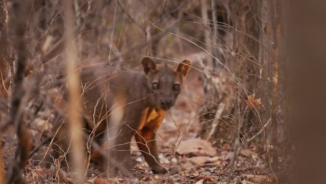 รูปภาพEupleridae – เลือกดูภาพถ่ายสต็อก เวกเตอร์ และวิดีโอ168 | Adobe Stock