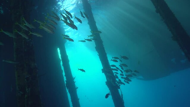 รูปภาพEery – เลือกดูภาพถ่ายสต็อก เวกเตอร์ และวิดีโอ86,089 | Adobe Stock