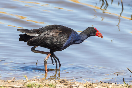 "Australasian Swamphen" Images – Browse 1,289 Stock Photos, Vectors ...