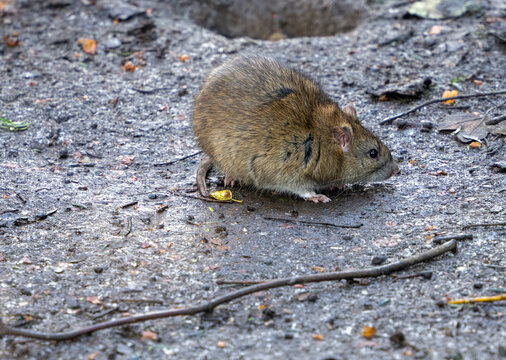 "Street Rat" Images – Browse 9,208 Stock Photos, Vectors, and Video ...