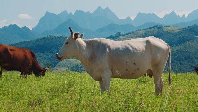 "Brazilian Highlands" Images – Browse 122 Stock Photos, Vectors, and ...