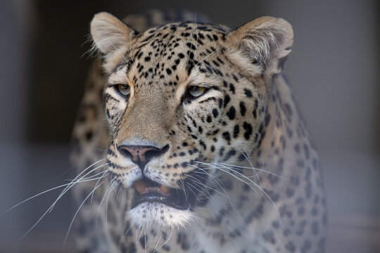 "Eigentliche Grosskatzen" Images – Browse 1,058 Stock Photos, Vectors ...