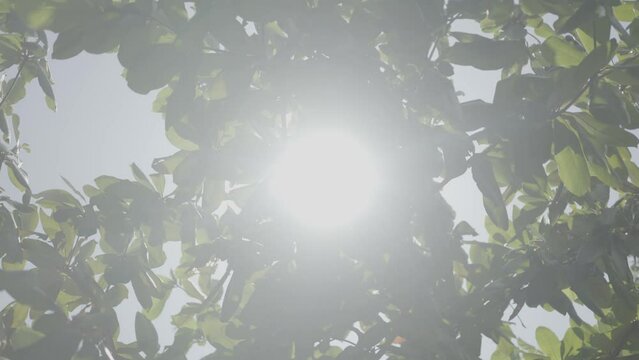 Rayo Images – Browse 4,535 Stock Photos, Vectors, and Video | Adobe Stock