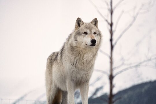 "Alaskan Wolf" Images – Browse 204 Stock Photos, Vectors, and Video ...