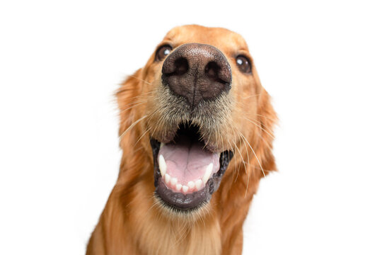 Open Dog Images – Browse 55,971 Stock Photos, Vectors, and Video ...