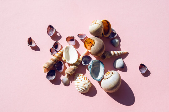 Bivalves bilder – Bläddra bland 64,148 stockfoton, vektorer och videor ...