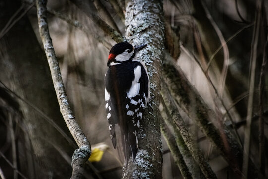 Peckerwood bilder – Bläddra bland 141,078 stockfoton, vektorer och ...