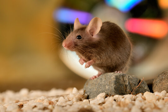 รูปภาพVarmit – เลือกดูภาพถ่ายสต็อก เวกเตอร์ และวิดีโอ177,040 | Adobe Stock