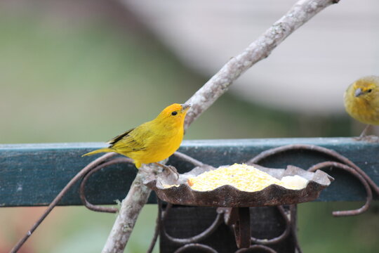 Canarinho Images – Parcourir 174 le catalogue de photos, vecteurs et ...