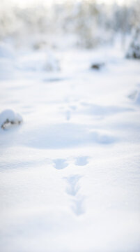 "Rabbit Tracks" Images – Browse 66 Stock Photos, Vectors, and Video ...