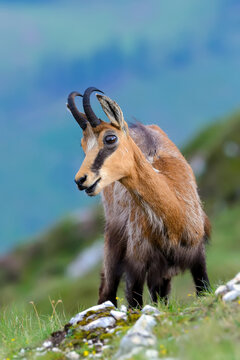 รูปภาพCaprinae – เลือกดูภาพถ่ายสต็อก เวกเตอร์ และวิดีโอ7,198 | Adobe Stock