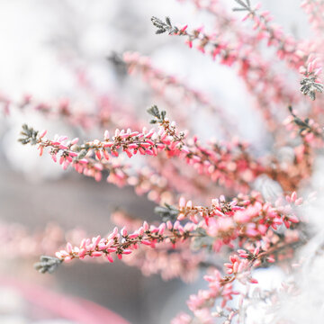 Frostblumen Images – Browse 75 Stock Photos, Vectors, and Video | Adobe ...