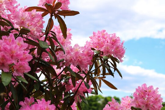 "Pink Azalea" Bilder – Durchsuchen 531 Archivfotos, Vektorgrafiken und ...