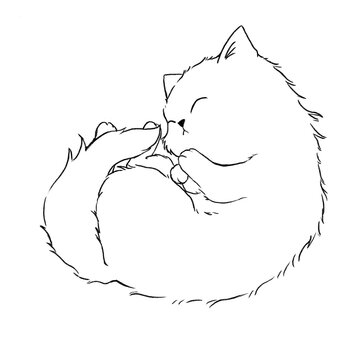 Cat Sleeping Curled Up Drawing
