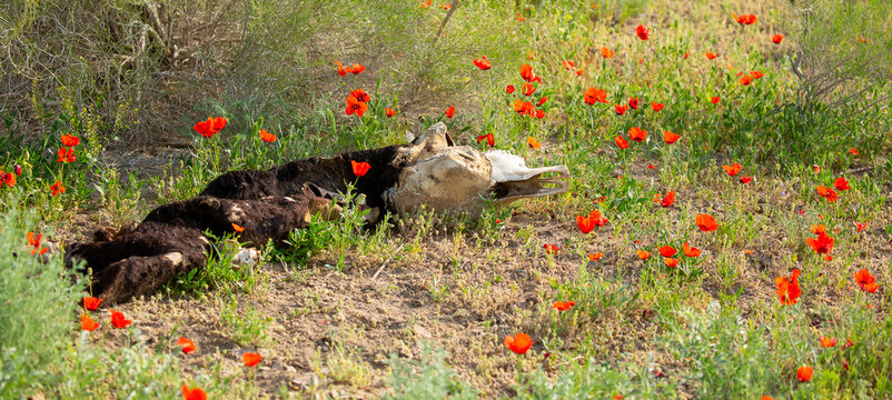 "Animal Corpse" Images – Browse 53 Stock Photos, Vectors, and Video ...