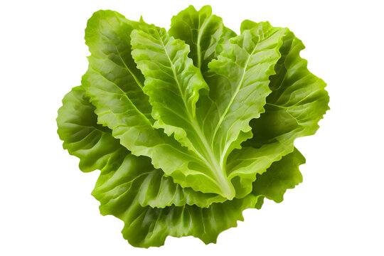 Salatblatt Bilder – Durchsuchen 1,072,549 Archivfotos, Vektorgrafiken ...