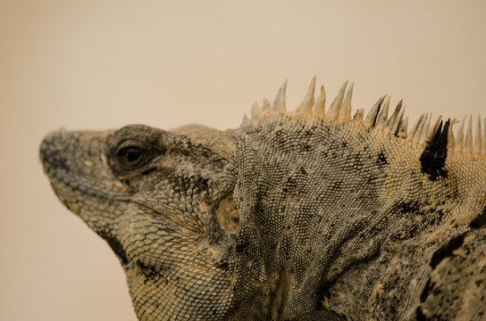 รูปภาพAcrodonta – เลือกดูภาพถ่ายสต็อก เวกเตอร์ และวิดีโอ11,557 | Adobe ...