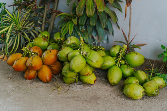 「Kokosy」の写真素材 | 123件の無料イラスト画像 | Adobe Stock