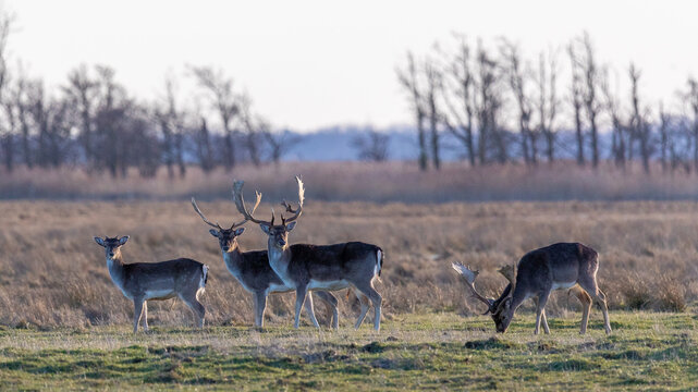 รูปภาพDamhirsche – เลือกดูภาพถ่ายสต็อก เวกเตอร์ และวิดีโอ411 | Adobe Stock