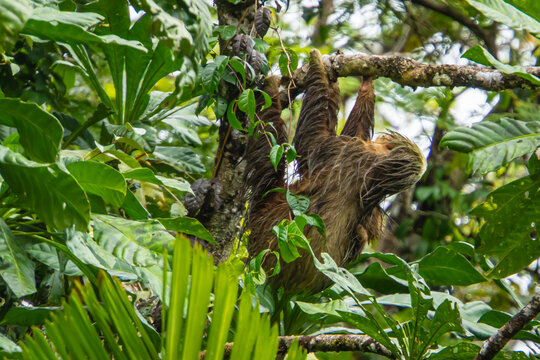 รูปภาพUnau – เลือกดูภาพถ่ายสต็อก เวกเตอร์ และวิดีโอ1,272 | Adobe Stock