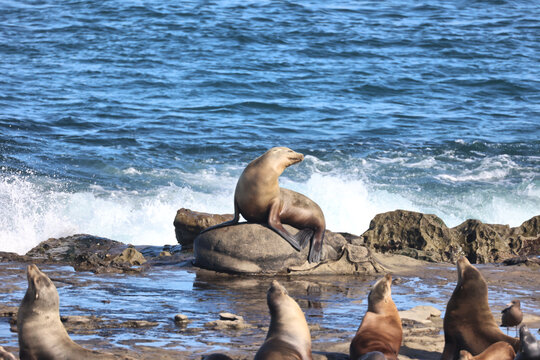 Seerobben Bilder – Durchsuchen 13,672 Archivfotos, Vektorgrafiken und ...