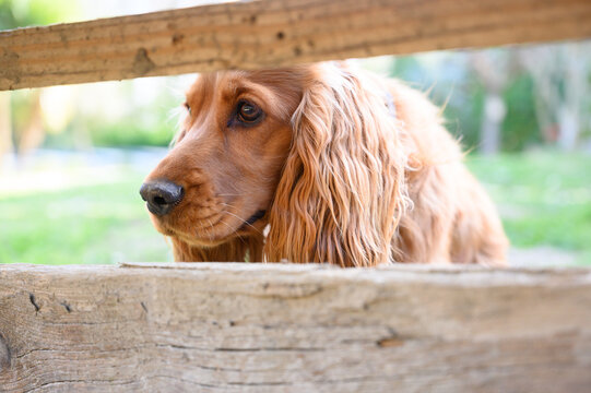 "Cocker Anglais" Images – Browse 310 Stock Photos, Vectors, and Video ...