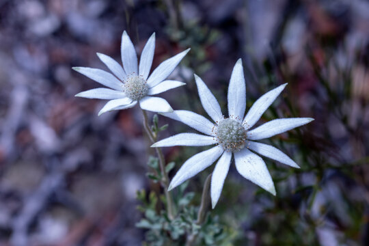 "Flannel Flower" Images – Browse 294 Stock Photos, Vectors, and Video ...