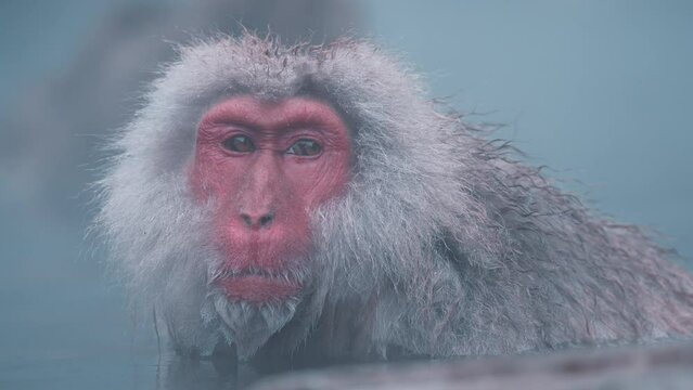 Koen Images – Browse 1,323 Stock Photos, Vectors, and Video | Adobe Stock