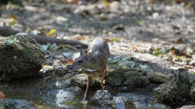 Imágenes de Chevrotains: descubre bancos de fotos, ilustraciones ...