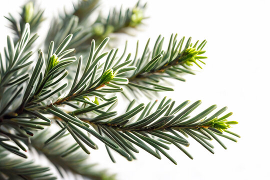 รูปภาพPine-Tree – เลือกดูภาพถ่ายสต็อก เวกเตอร์ และวิดีโอ16,007 | Adobe ...