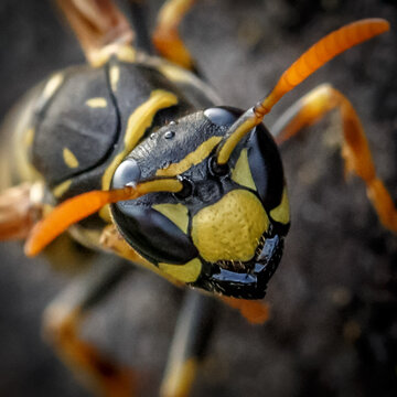 รูปภาพInsekten – เลือกดูภาพถ่ายสต็อก เวกเตอร์ และวิดีโอ50,388 | Adobe Stock