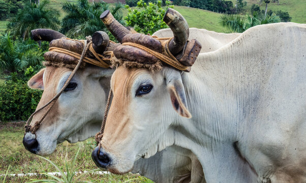 「Bullig」の写真素材 | 112件の無料イラスト画像 | Adobe Stock