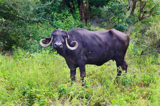 Indian Buffalo Images – Browse 10,905 Stock Photos, Vectors, and Video ...