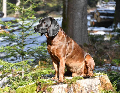 รูปภาพLimier – เลือกดูภาพถ่ายสต็อก เวกเตอร์ และวิดีโอ925 | Adobe Stock