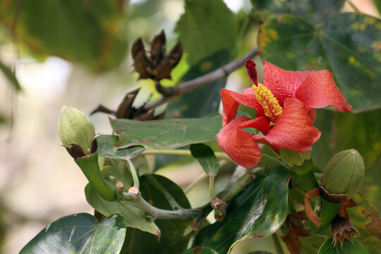 "Syn Bilder – Durchsuchen 4,334 Archivfotos, Vektorgrafiken und Videos ...