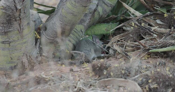 "Pack Rat" Bilder – Durchsuchen 206 Archivfotos, Vektorgrafiken und ...