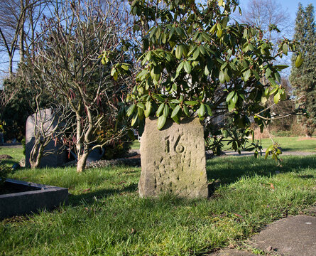 Gelse Bilder – Durchsuchen 572 Archivfotos, Vektorgrafiken und Videos ...