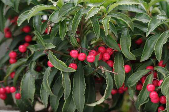 Spiceberry Bilder – Durchsuchen 3,300 Archivfotos, Vektorgrafiken und ...