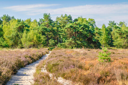 "Heide Immagini - Sfoglia 45,017 foto, vettoriali e video Stock | Adobe ...