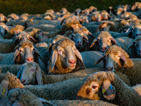 "Flocking Behavior" Bilder – Durchsuchen 441,506 Archivfotos ...