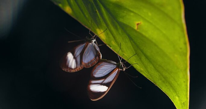 รูปภาพGlasswing – เลือกดูภาพถ่ายสต็อก เวกเตอร์ และวิดีโอ1,021 | Adobe Stock